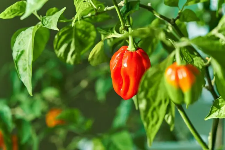 When to Pick Garden Peppers?