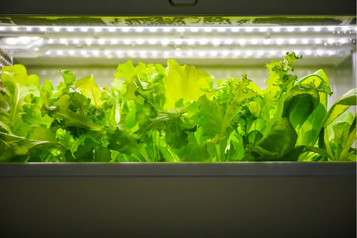 Grow Your Own Oasis: The Ultimate Hydroponic Garden Starter Kit