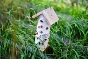 DIY Ladybird House: Build a Safe Haven for These Adorable Insects