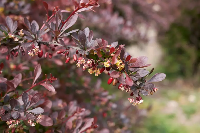 Pruning Berberis Thunbergii: A Step-by-Step Guide