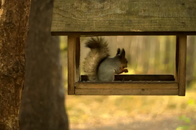 DIY Squirrel Feeder: How to Make Your Own in 5 Easy Steps