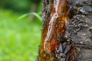 Stop Dripping Sap: How to Control Tulip Poplars