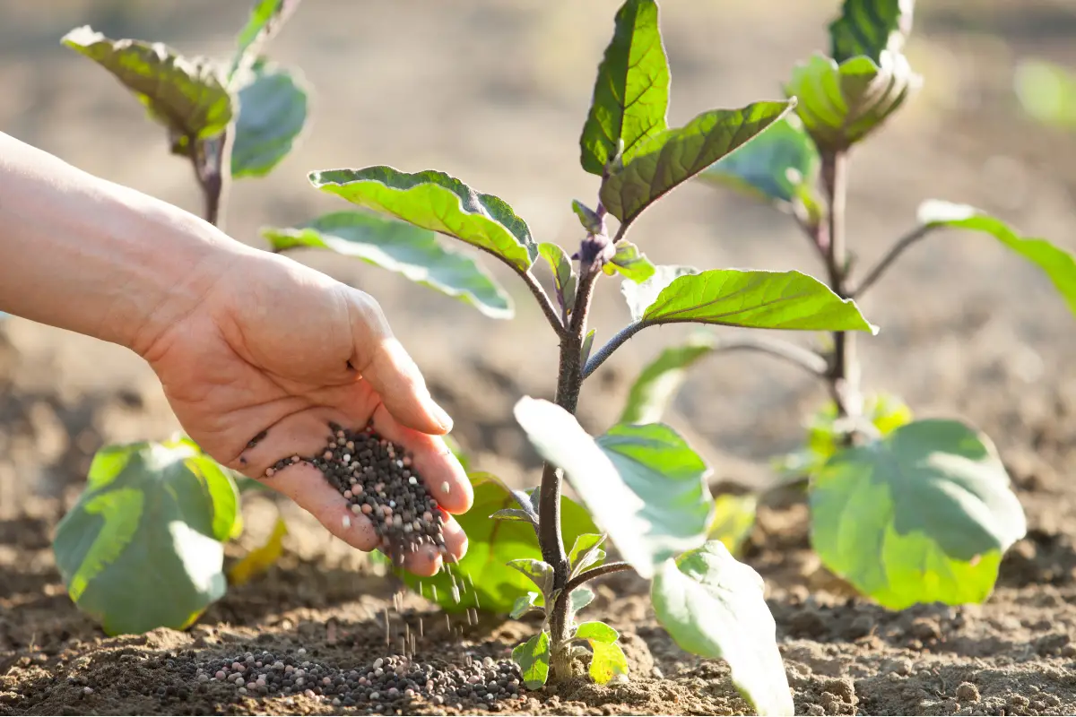 Organic Gardening: How to Make Your Own Fertilizer at Home