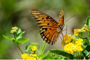 Do Butterflies Pee? The Truth About Butterfly Urination