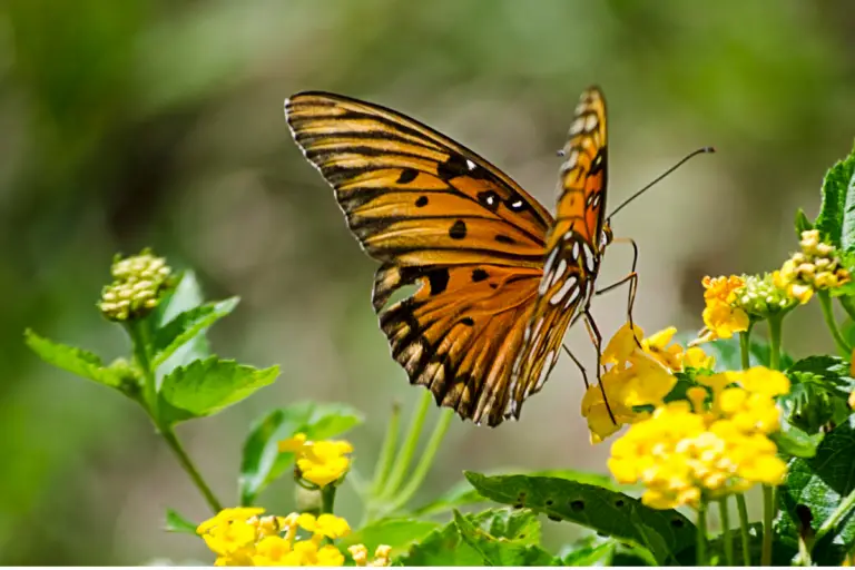 Do Butterflies Pee? The Truth About Butterfly Urination