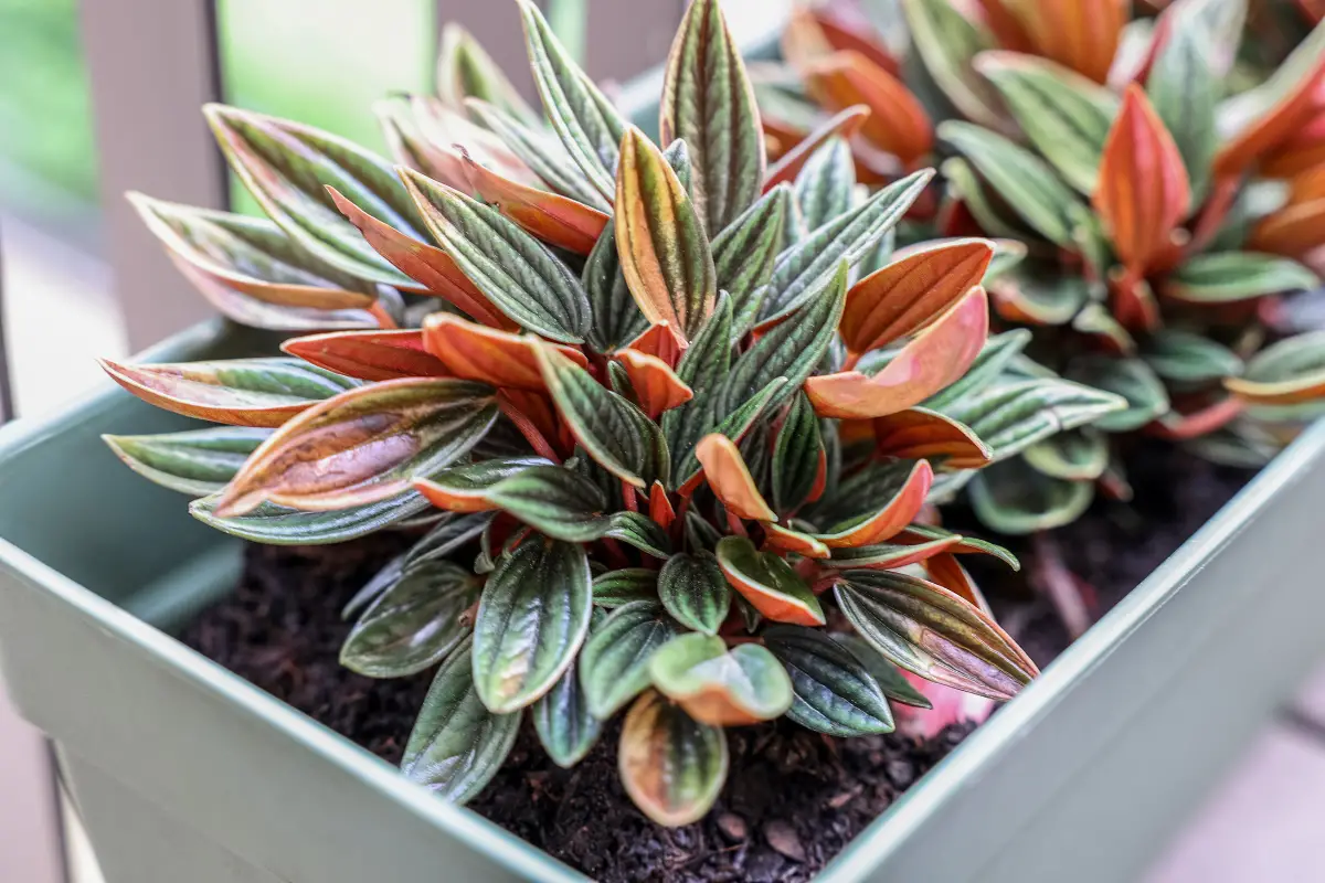 How to Care for Rosso Peperomia: A Guide to Growing Peperomia Rosso