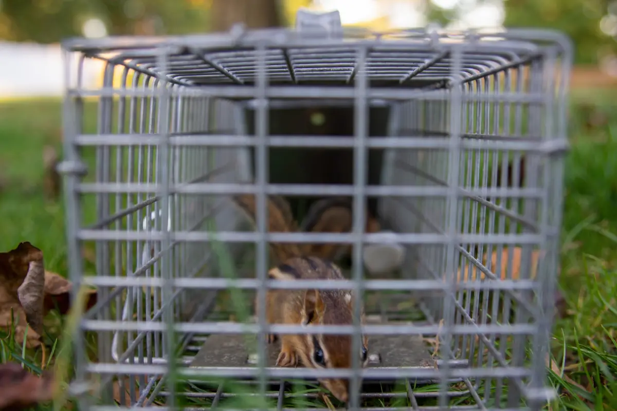 Chipmunk Traps: The Best Options for Effective Removal
