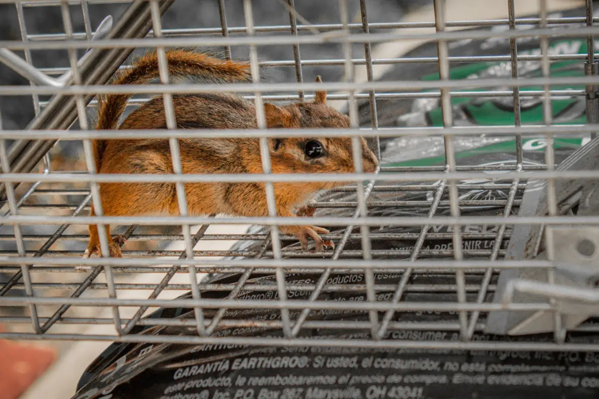 Chipmunk Traps: The Best Options for Effective Removal