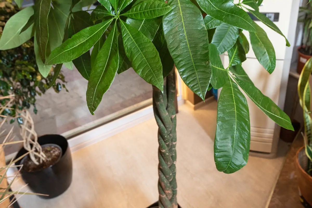 How to Fix Root Rot in Money Trees: Causes and Signs