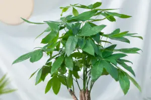 Reviving an Underwatered Money Tree: Recognizing the Signs and Saving ...