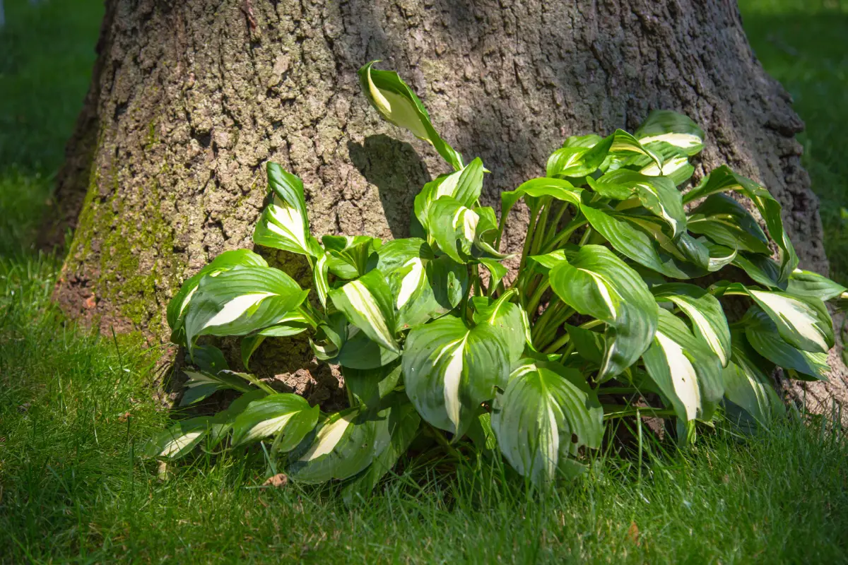 Hostas Around Trees: Planting Tips and Ideas