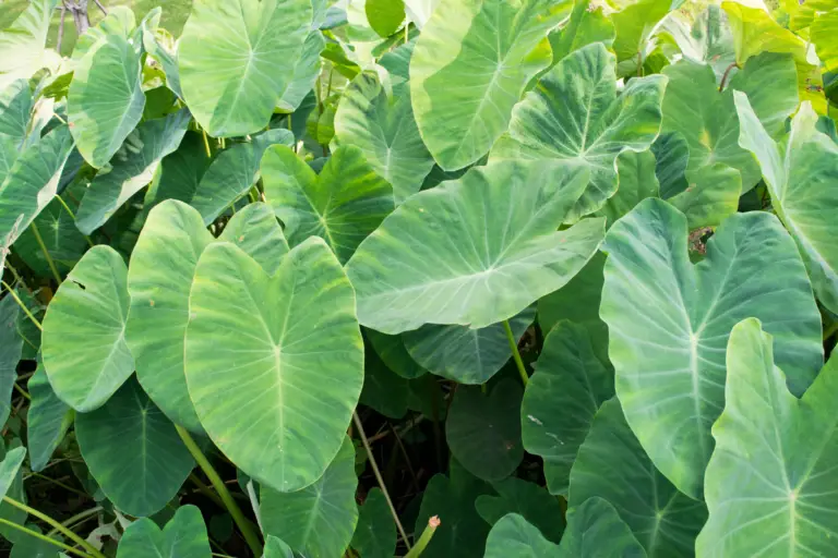 Is Elephant Ear Sap Poisonous? What You Need to Know