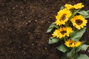 Best Soil for Growing Sunflowers: What Type to Use