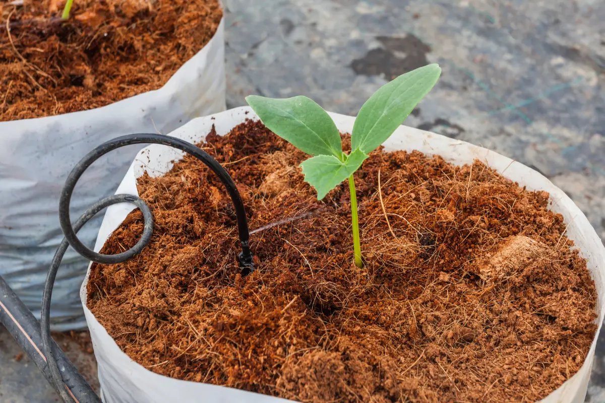 What is Palm Peat? A Comprehensive Guide to Understanding This Organic ...