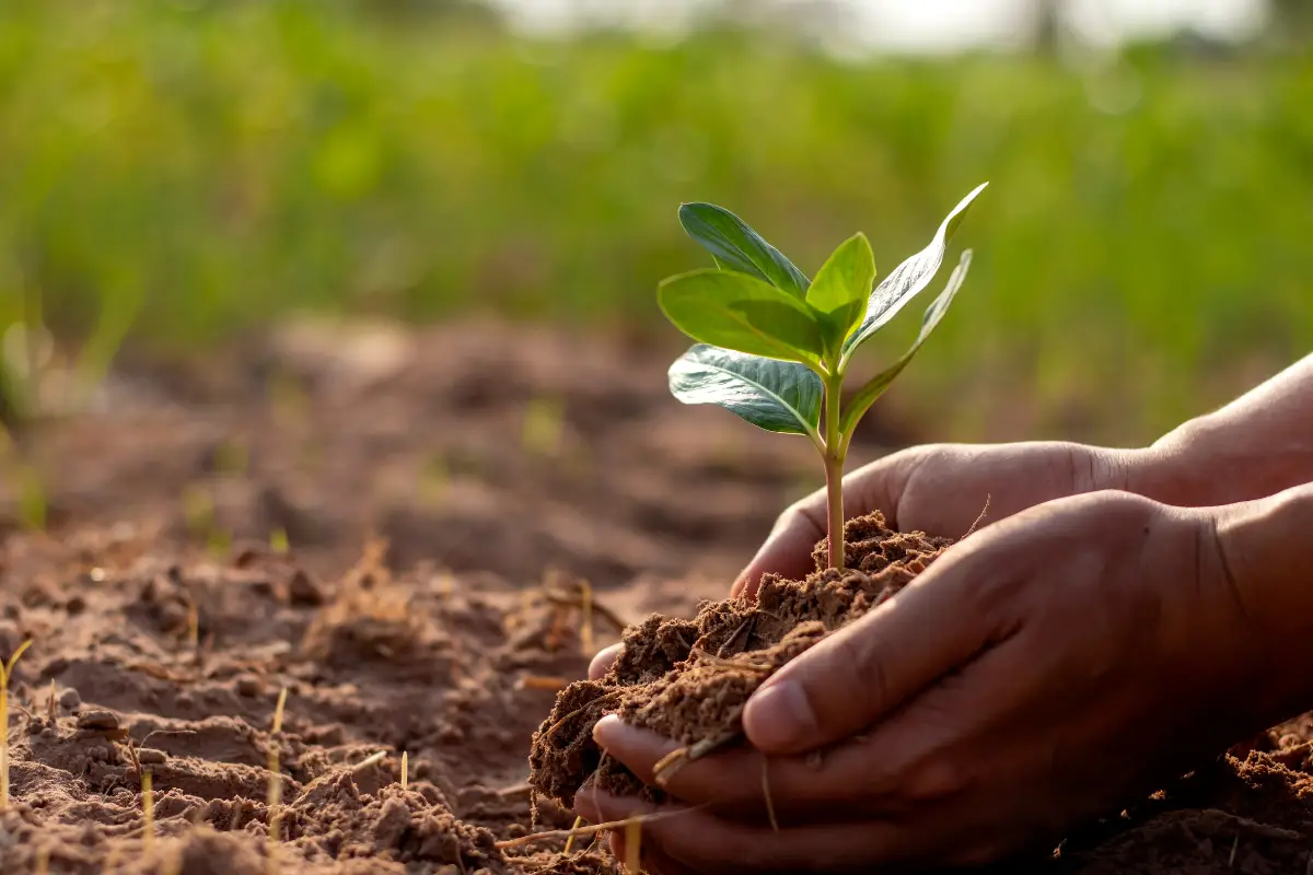 Peat Soil Characteristics: Understanding Its Composition and Benefits