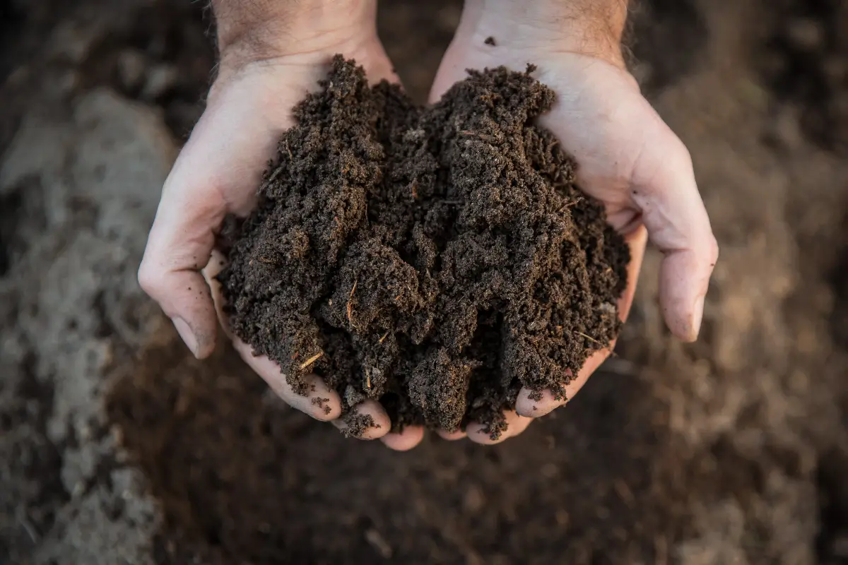 Loamy Soil Characteristics: Understanding the Ideal Soil Type for Plant ...