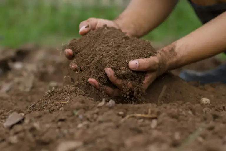Silt Soil Texture: Characteristics and Management