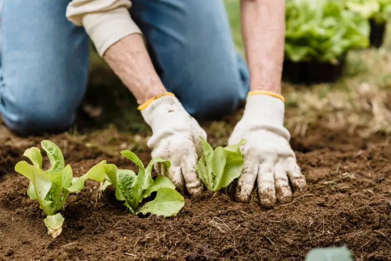 Chalky Soil Characteristics: Understanding Soil Composition and Properties