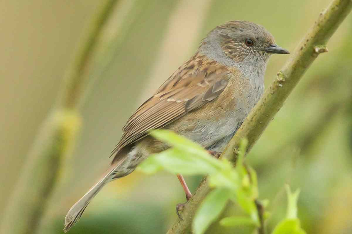 How to Tell a Dunnock from a Sparrow: Simple Tips for Birdwatchers