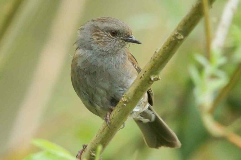 Do Butterflies Pee? The Truth About Butterfly Urination