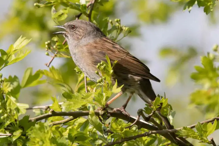 Do Butterflies Pee? The Truth About Butterfly Urination